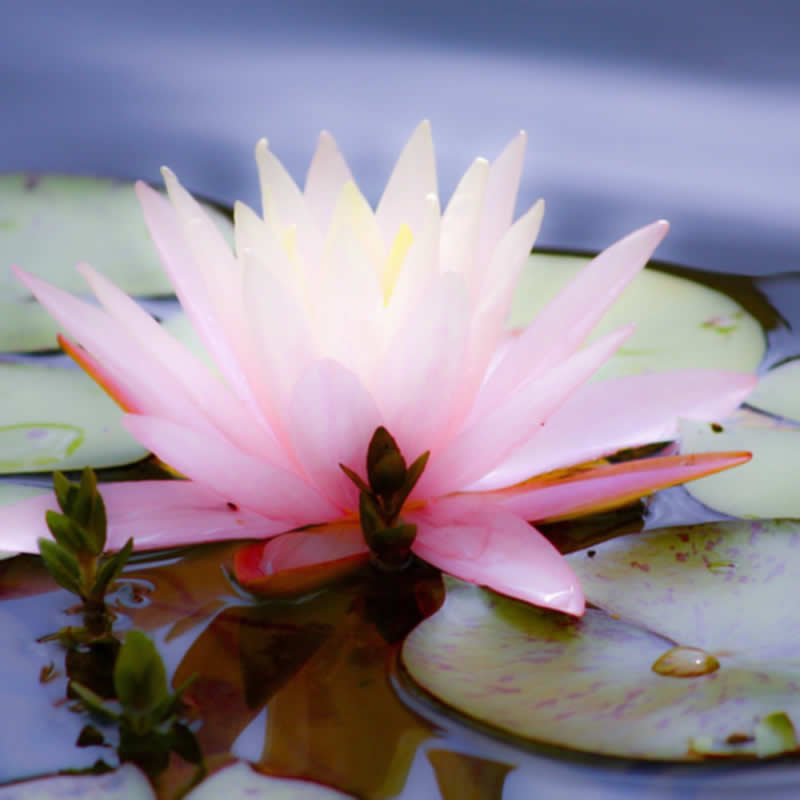 Pond Plant Care & Pruning Maintenance - Perfect Ponds