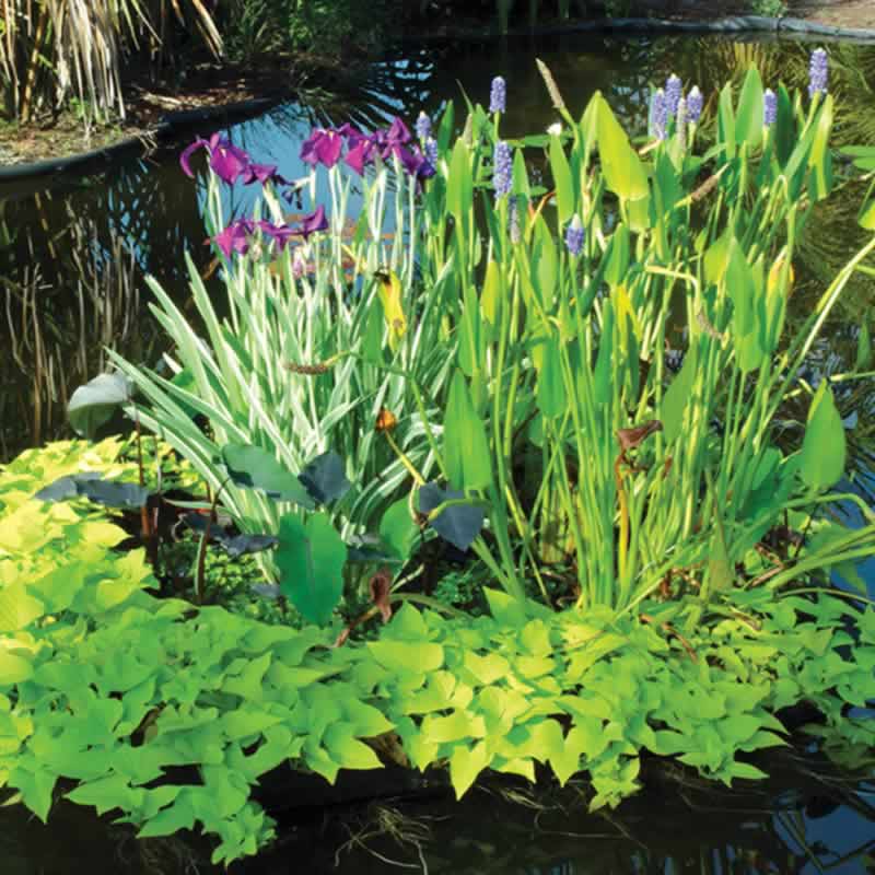 Pond Plant Care & Pruning Maintenance - Perfect Ponds